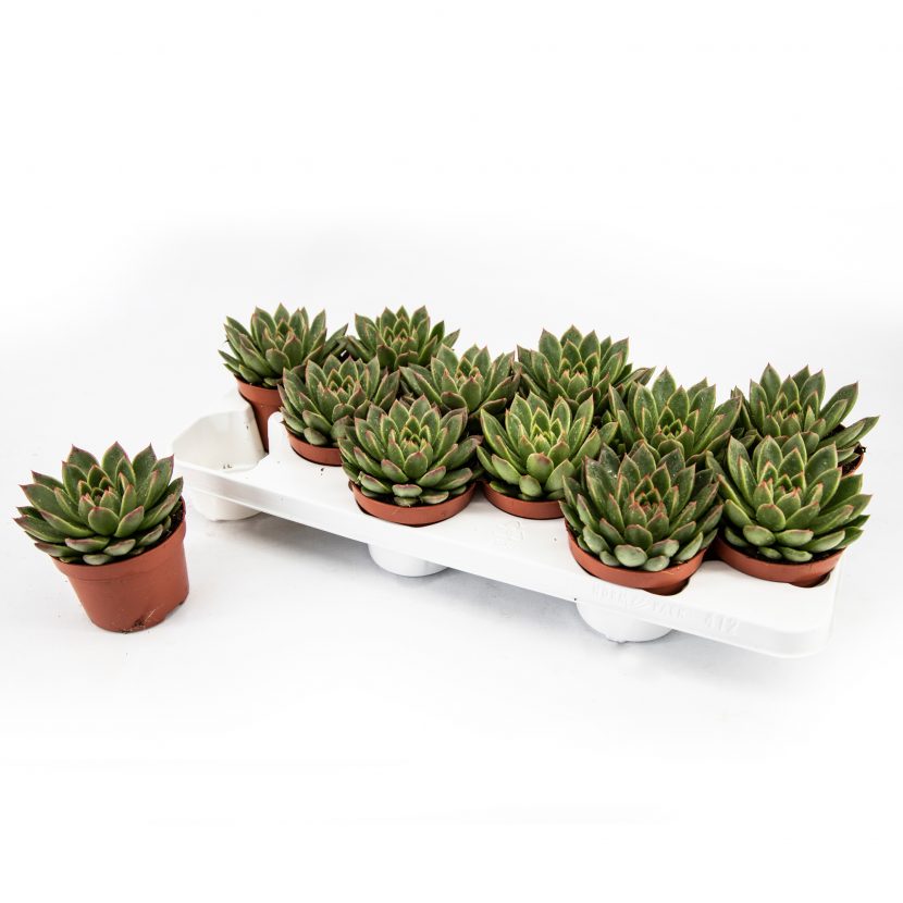 Echeveria Agavoides Red Tip – 10.5 cm